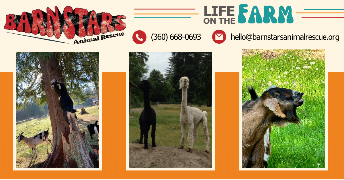 Life on the Farm - Barn Stars Animal Rescue - Sanctuary for Farm ...